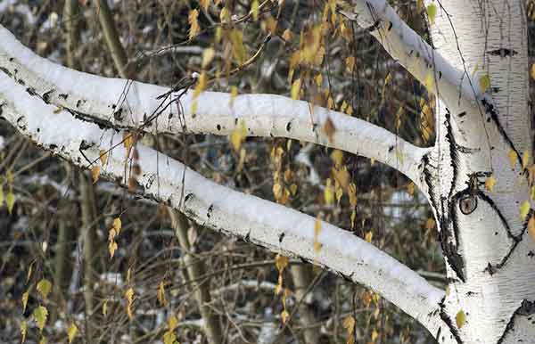 Welcome to the Garden Tool!